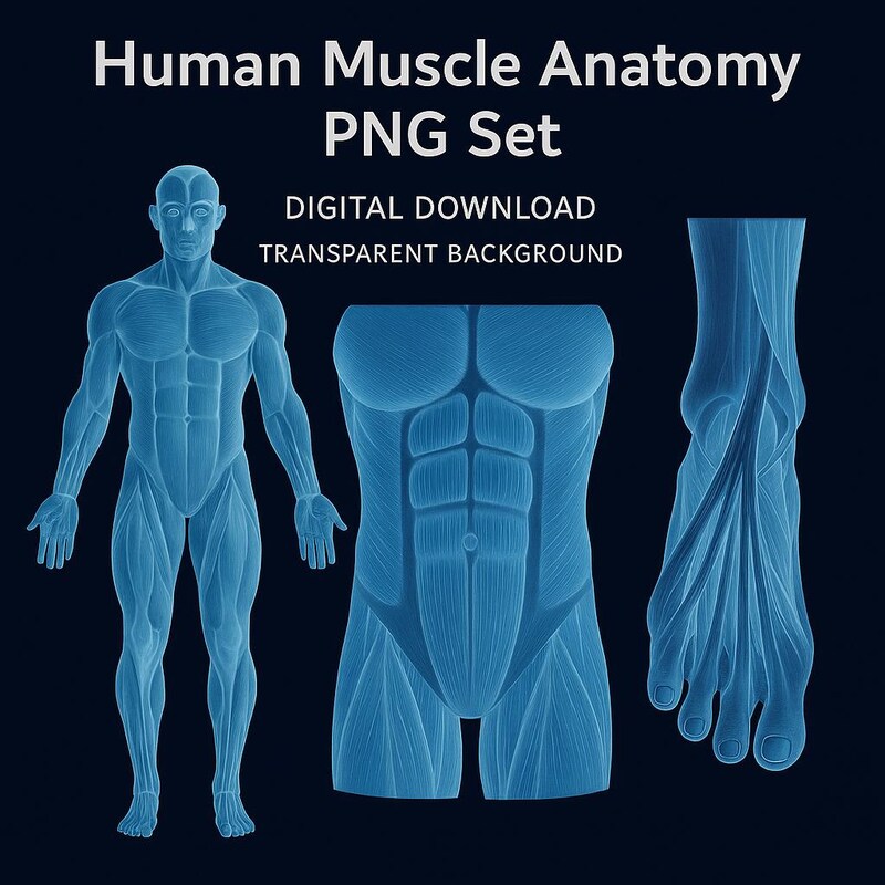 Muscle Anatomy - Etsy