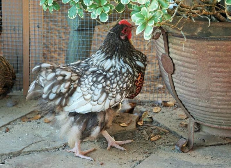 Chicken Crop Support Bra - Etsy