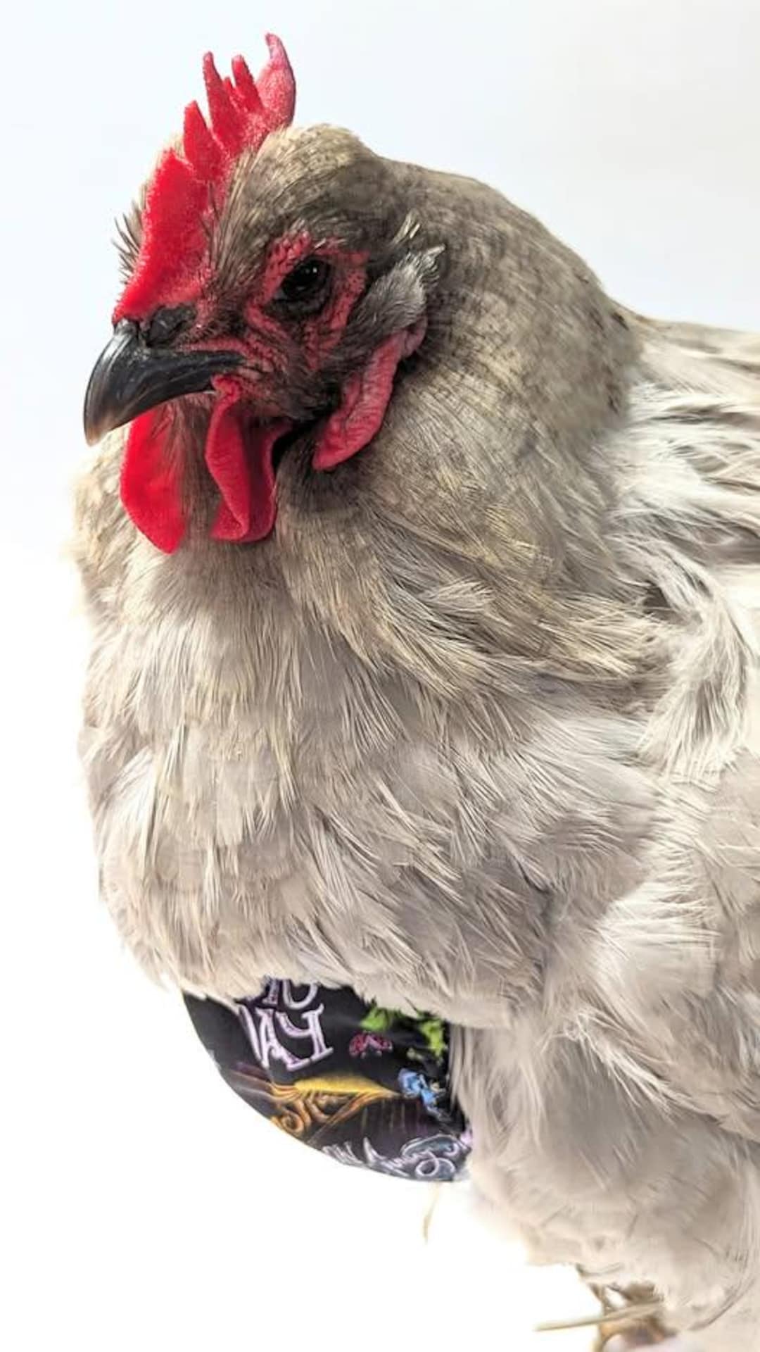 Chicken Crop Support Bra - Etsy
