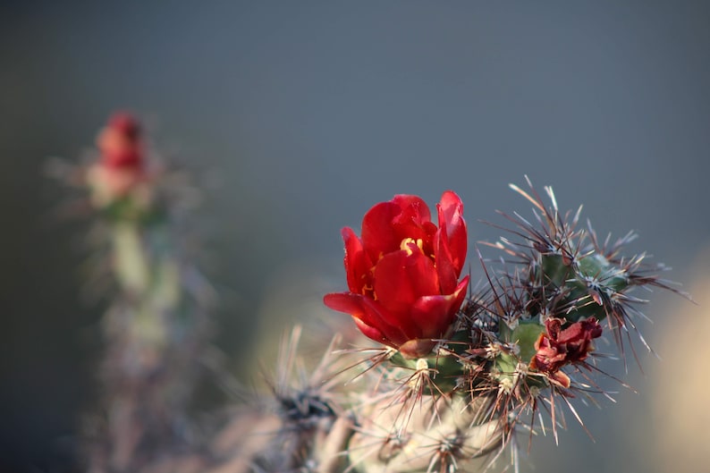 Cholla Cactus Flower Digital Print - Etsy