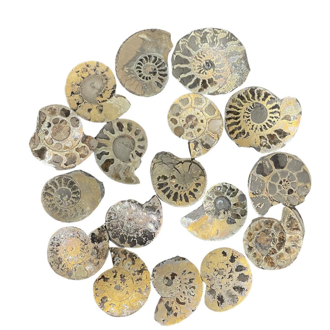 Ammonite Fossilized With Iron Pyrite [1 Pc] - Etsy