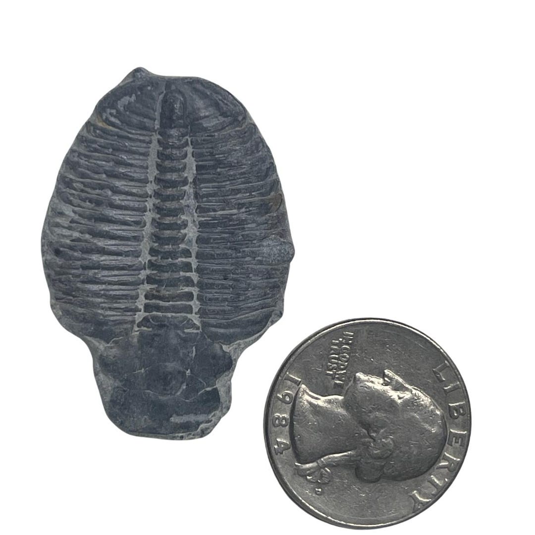 Trilobite Fossil [1 Pc] Trilobites Are Extinct Marine Arthropods That ...