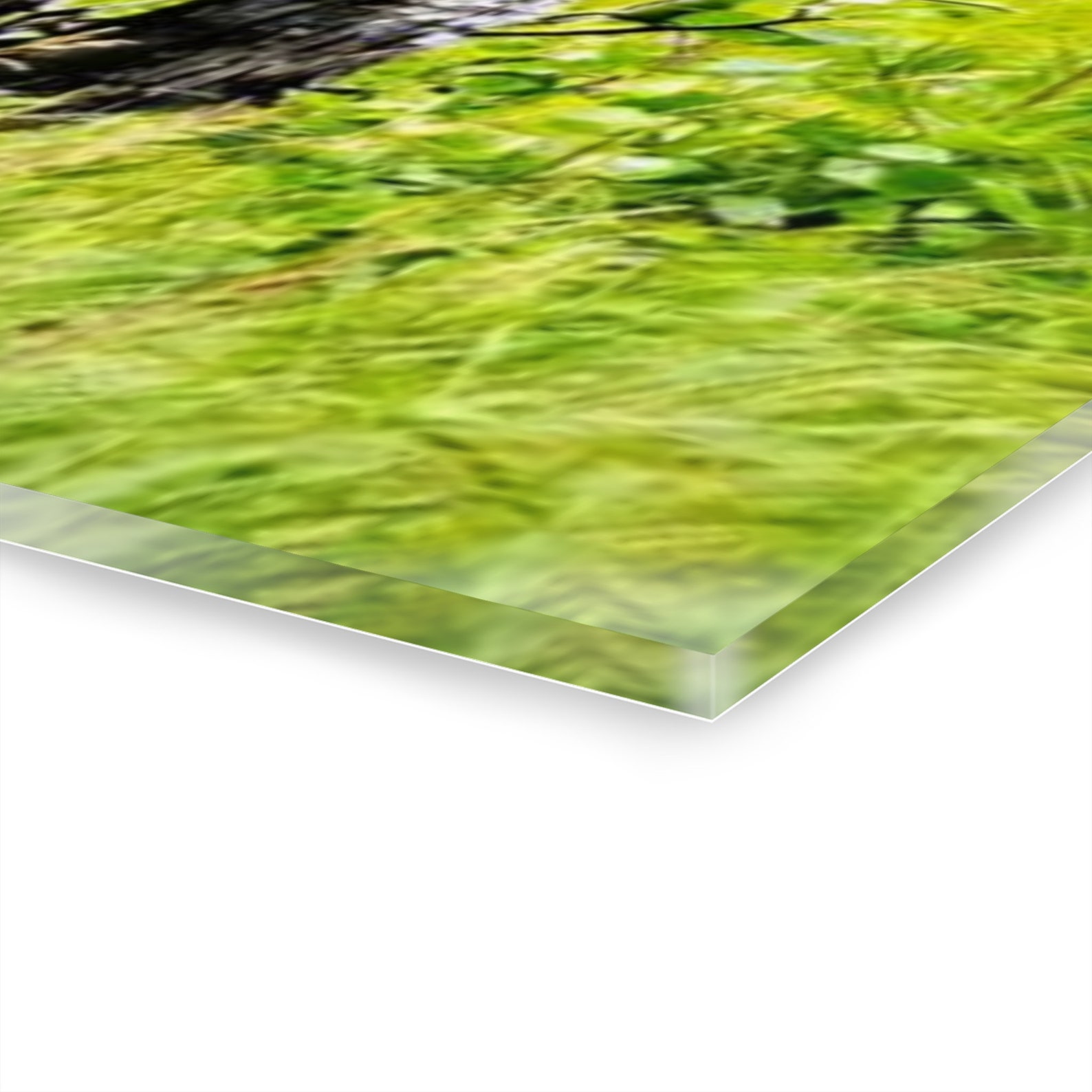 Colorado Aspens, Mountain Aspen Colors, Colorado Aspen Acrylic Prints ...