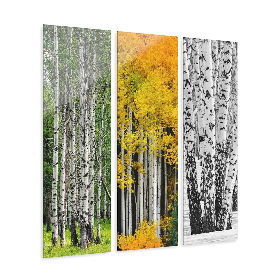 Colorado Aspens, Mountain Aspen Colors, Colorado Aspen Acrylic Prints ...