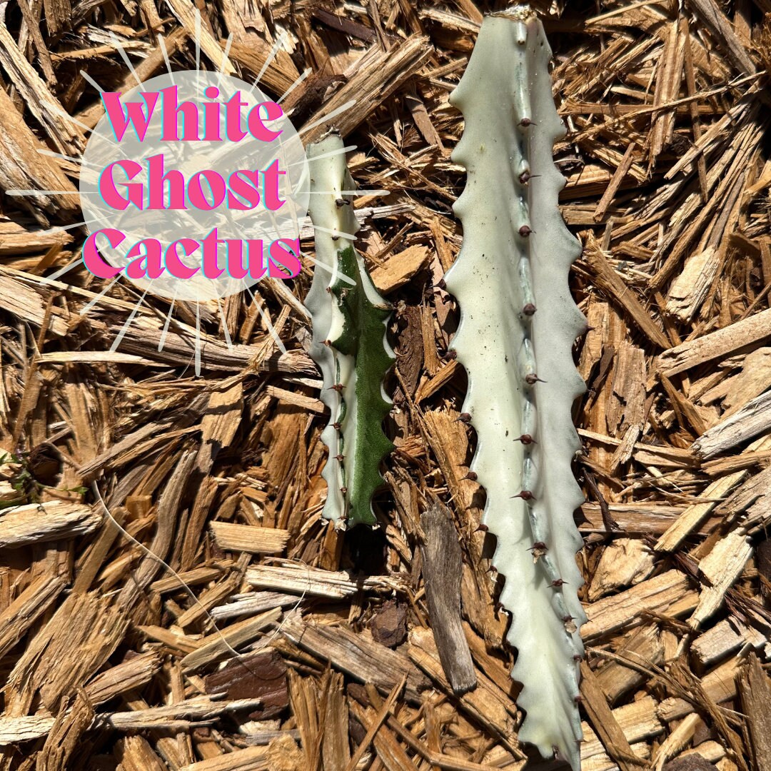 Rare White Ghost Cactus euphorbia Lactea Variegata Cutting - Etsy