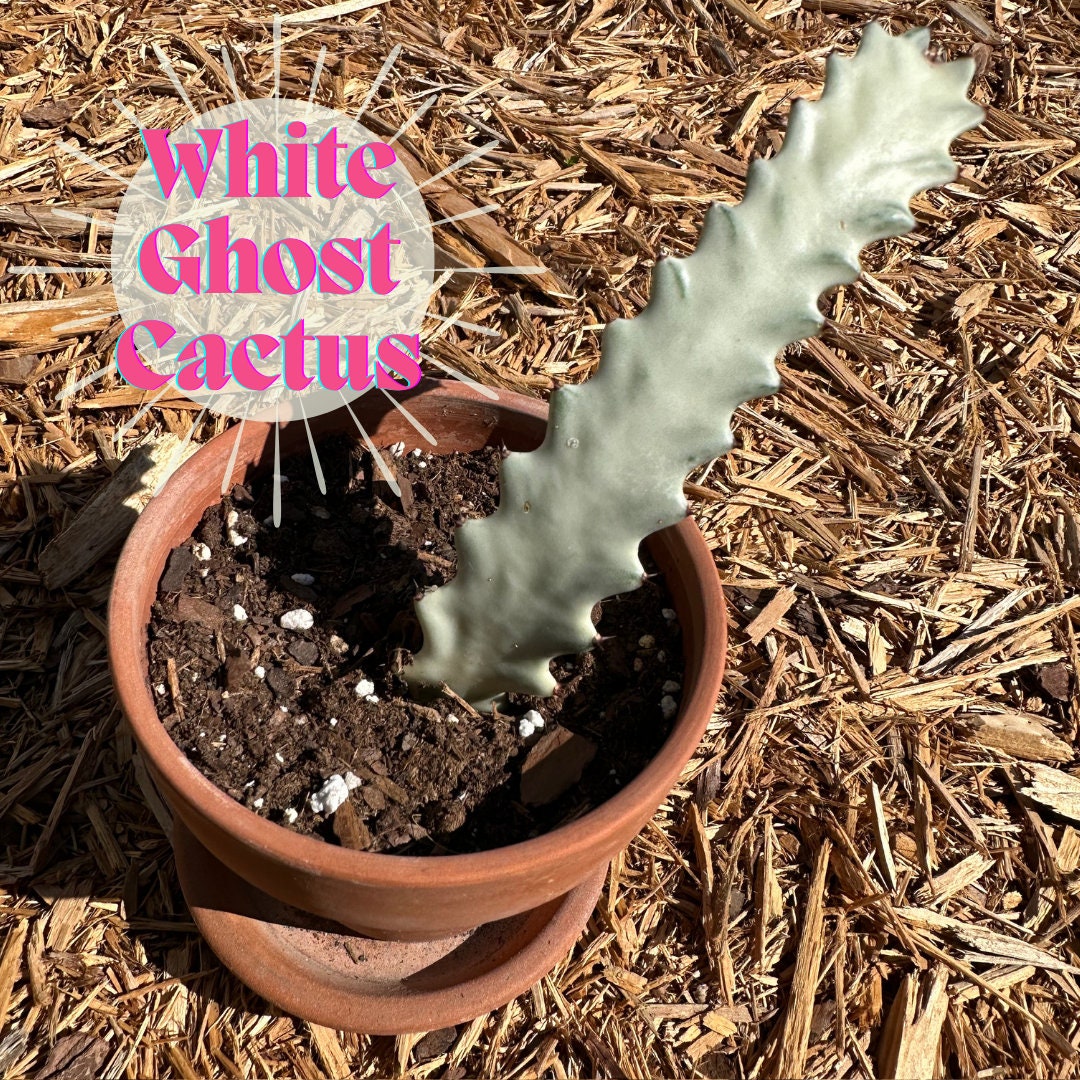 Rare White Ghost Cactus euphorbia Lactea Variegata Cutting - Etsy