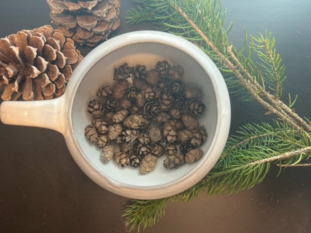 Baby Pine Cones, Mini Pine Cone, Rustic Crafts, Forest Finds, Miniature ...
