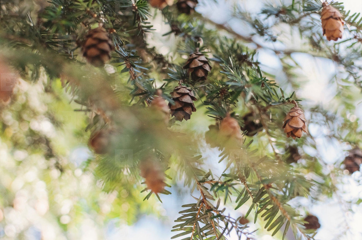Baby Pine Cones, Mini Pine Cone, Rustic Crafts, Forest Finds, Miniature ...