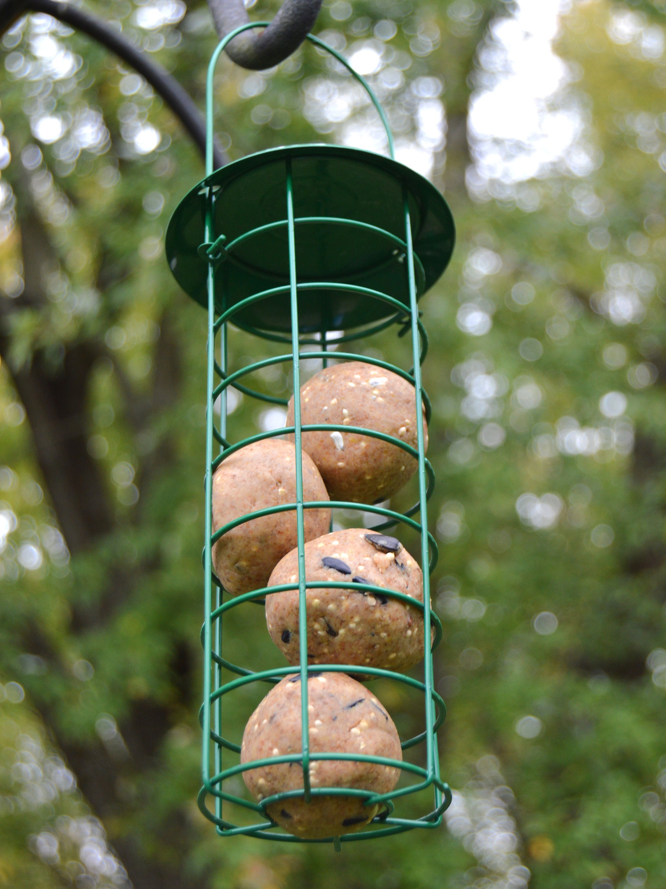 Bird Suet Balls A Fun and Unique Way to Feed the Birds Perfect ...