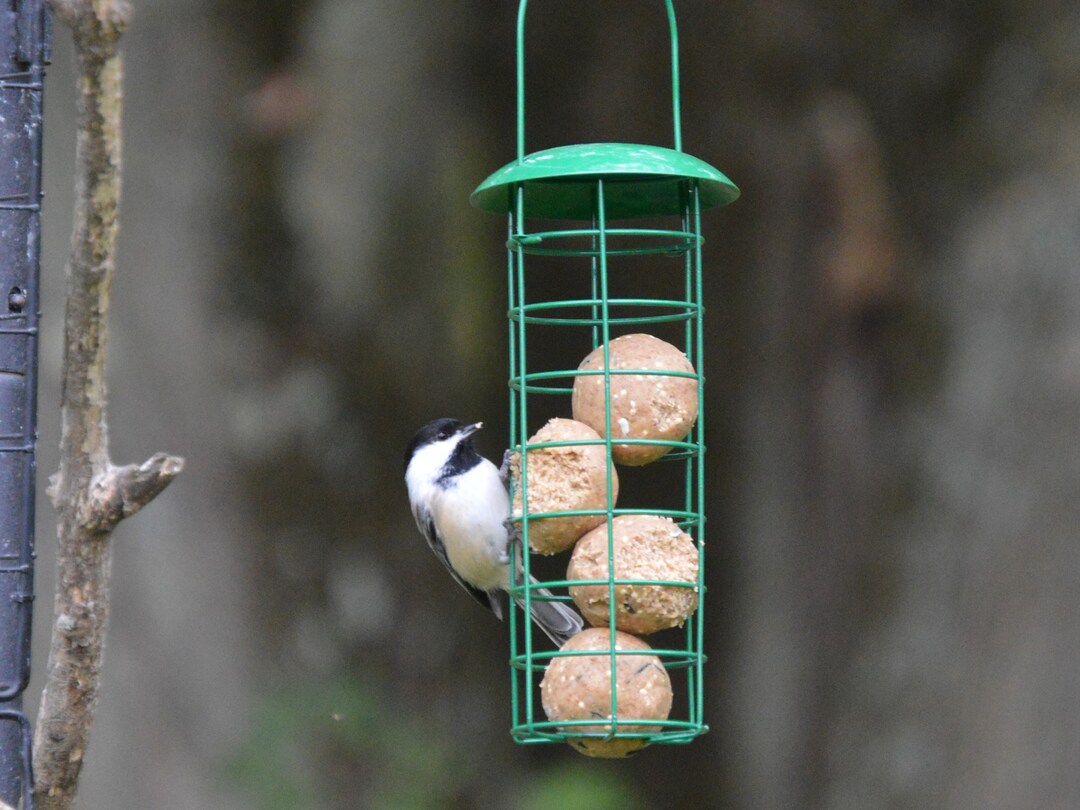 Bird Suet Balls A Fun and Unique Way to Feed the Birds Perfect ...