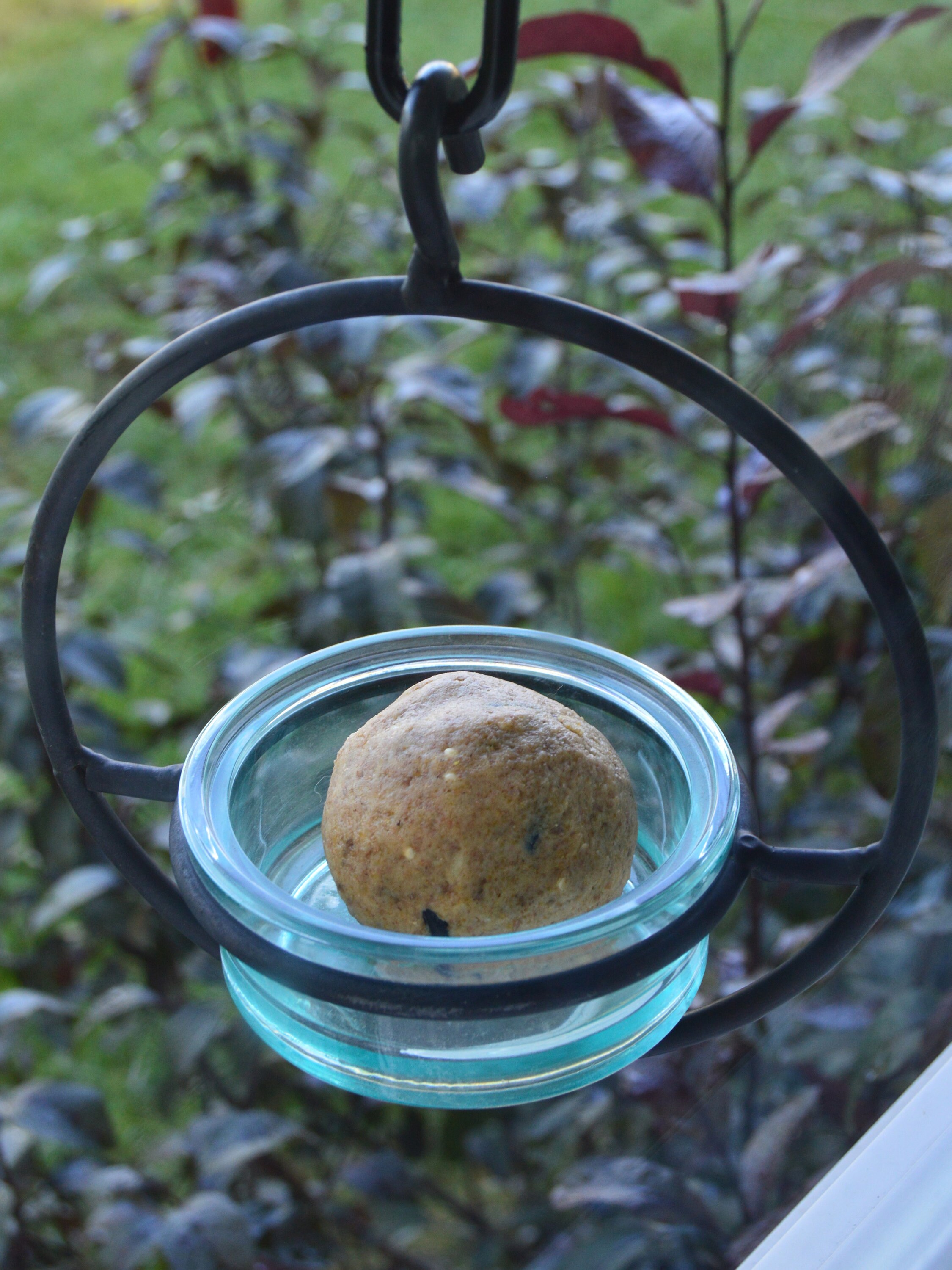 Bird Suet Balls A Fun and Unique Way to Feed the Birds Perfect ...