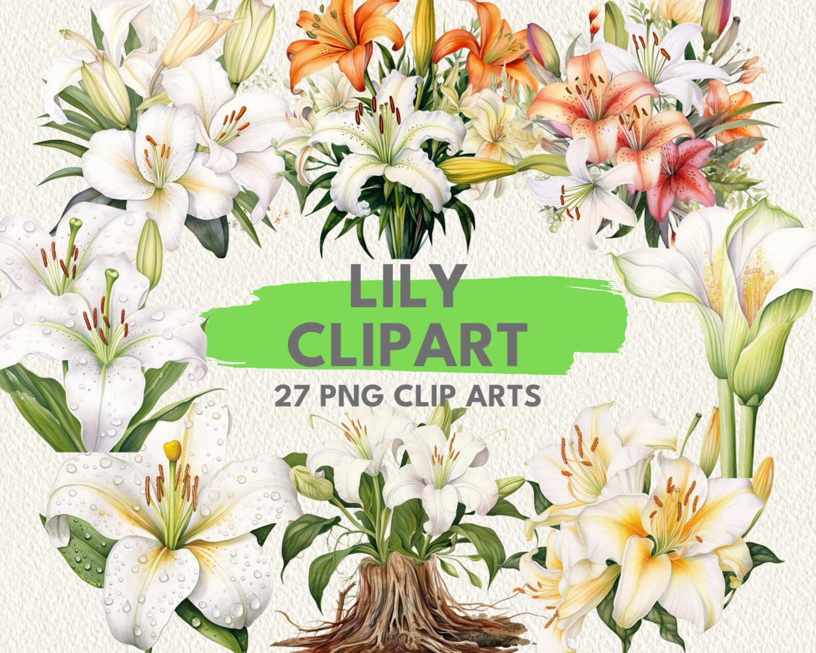 Lily Clipart Digital Printable Clipart Bundle in PNG Format Transparent ...