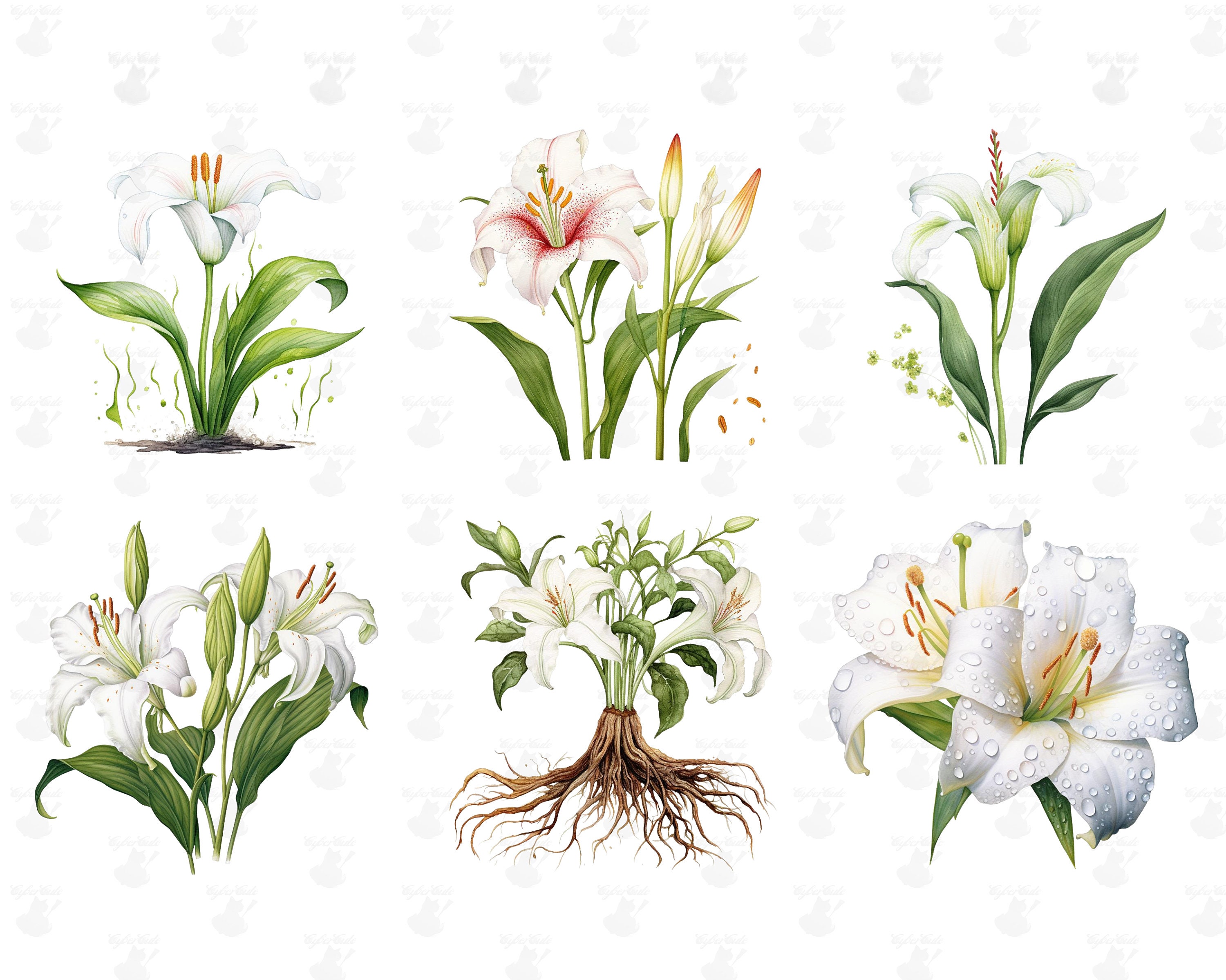 Life of Lily Digital Printable Clipart Bundle in PNG Format Transparent ...