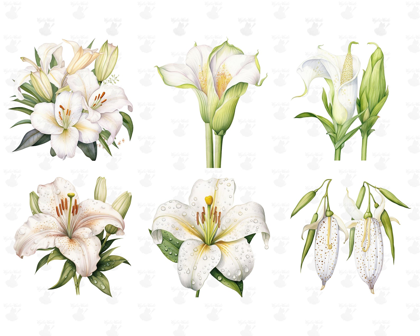 Lily Clipart Digital Printable Clipart Bundle in PNG Format Transparent ...