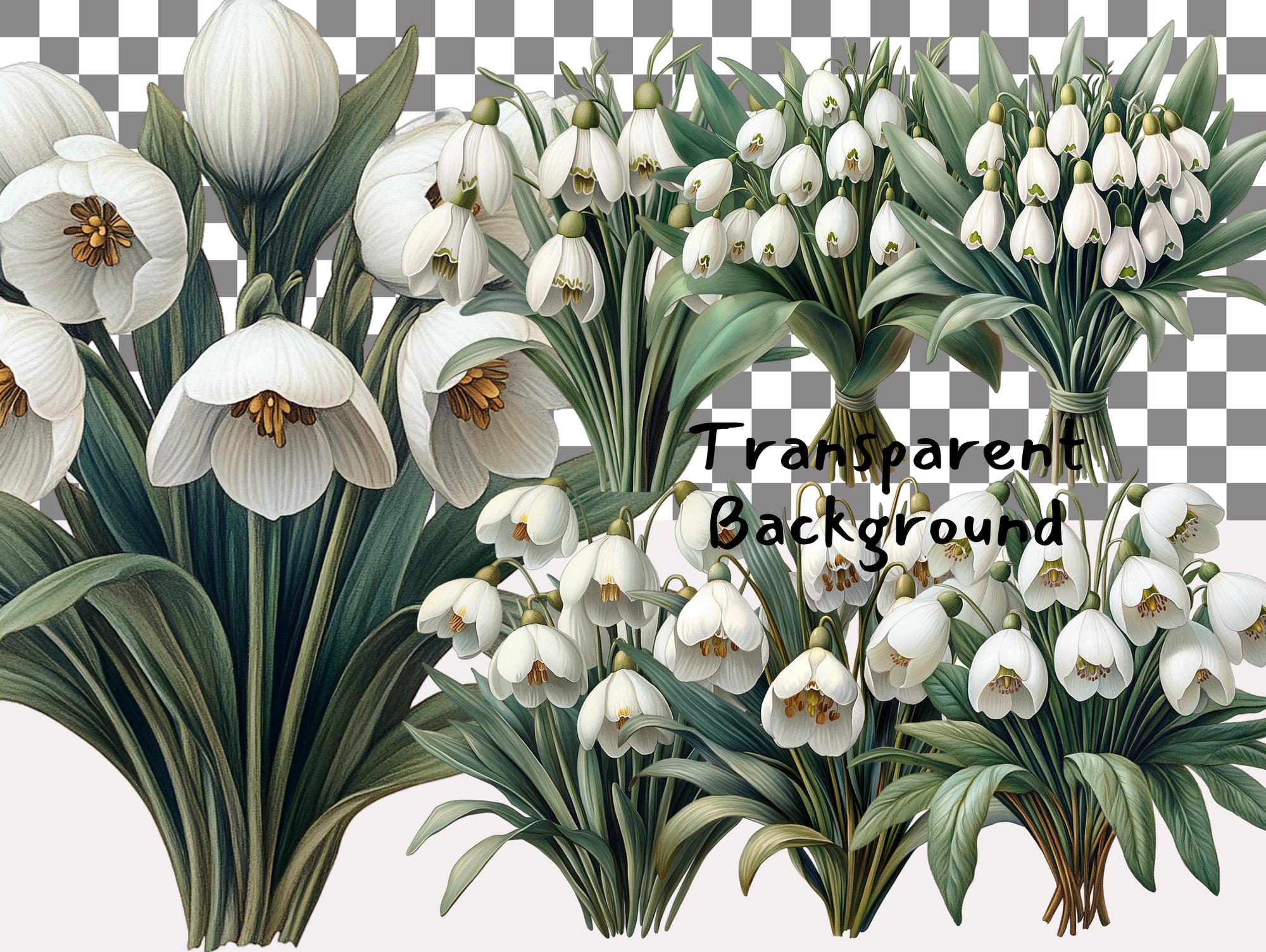 Snowdrop Bouquet Printable Clipart, Png Format, Transparent Background ...