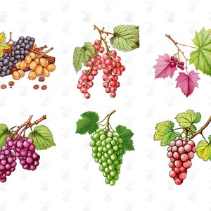 Doodle Grape Digital Printable Clipart Bundle in PNG Format Transparent ...