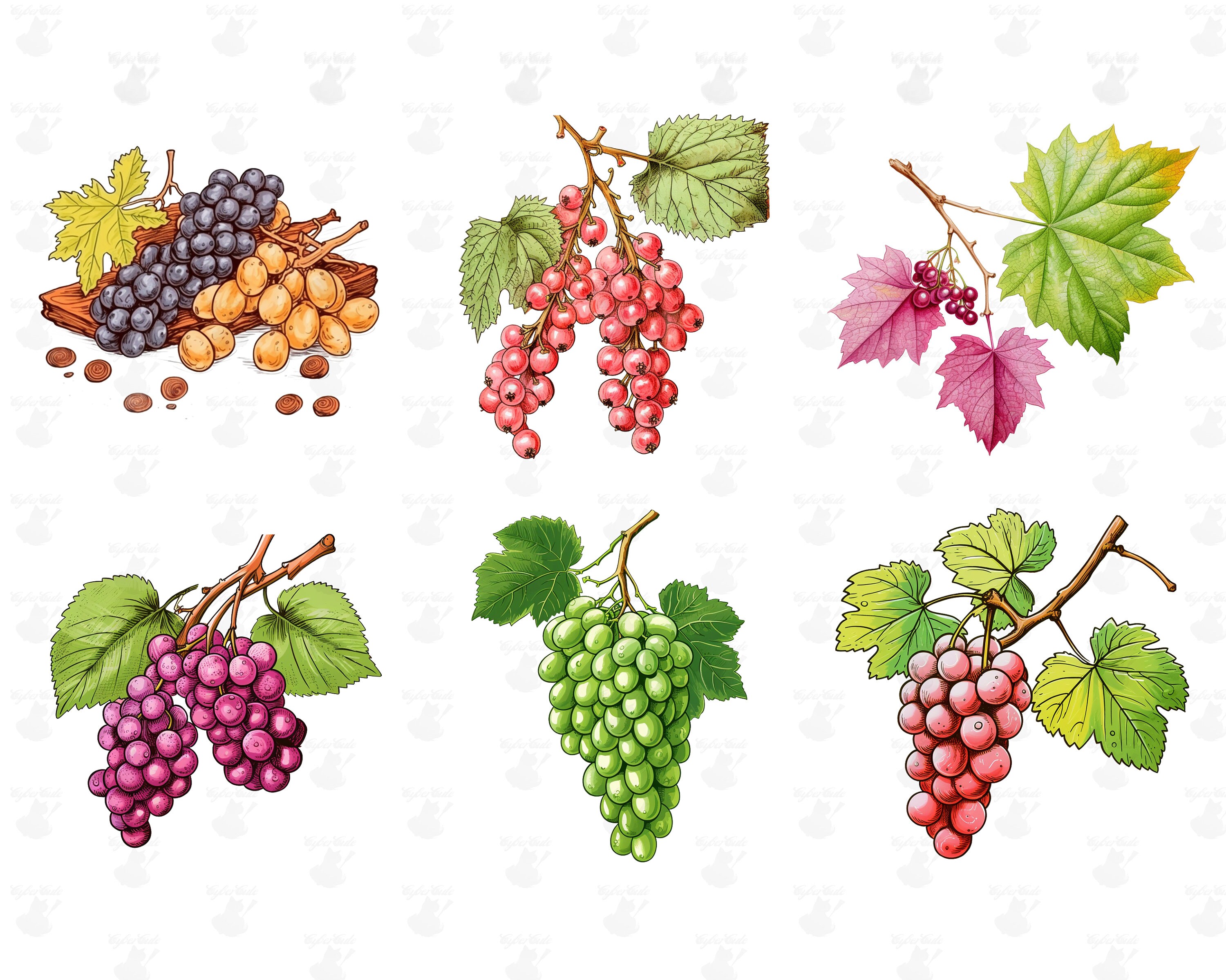 Doodle Grape Digital Printable Clipart Bundle in PNG Format Transparent ...