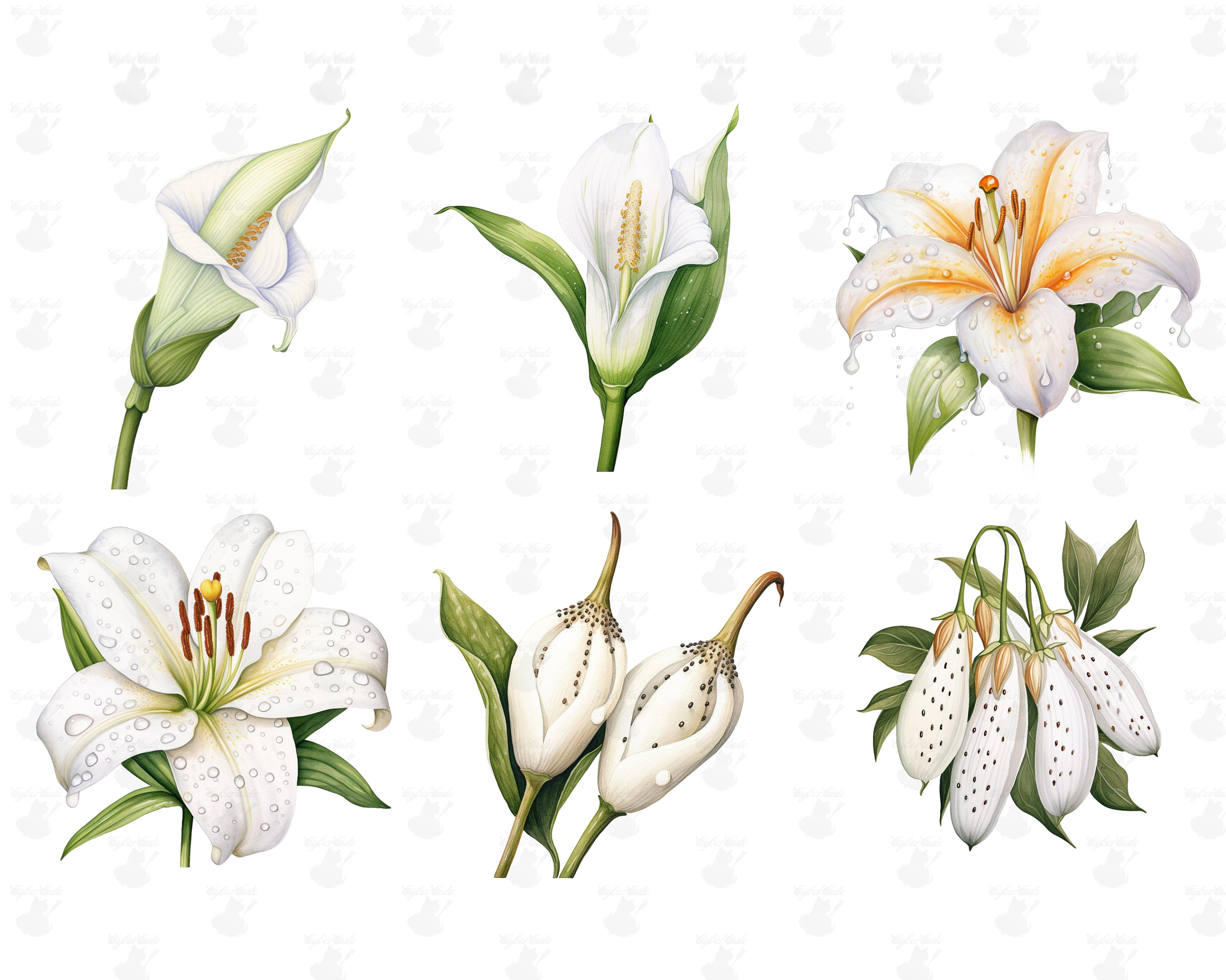 Life of Lily Digital Printable Clipart Bundle in PNG Format Transparent ...