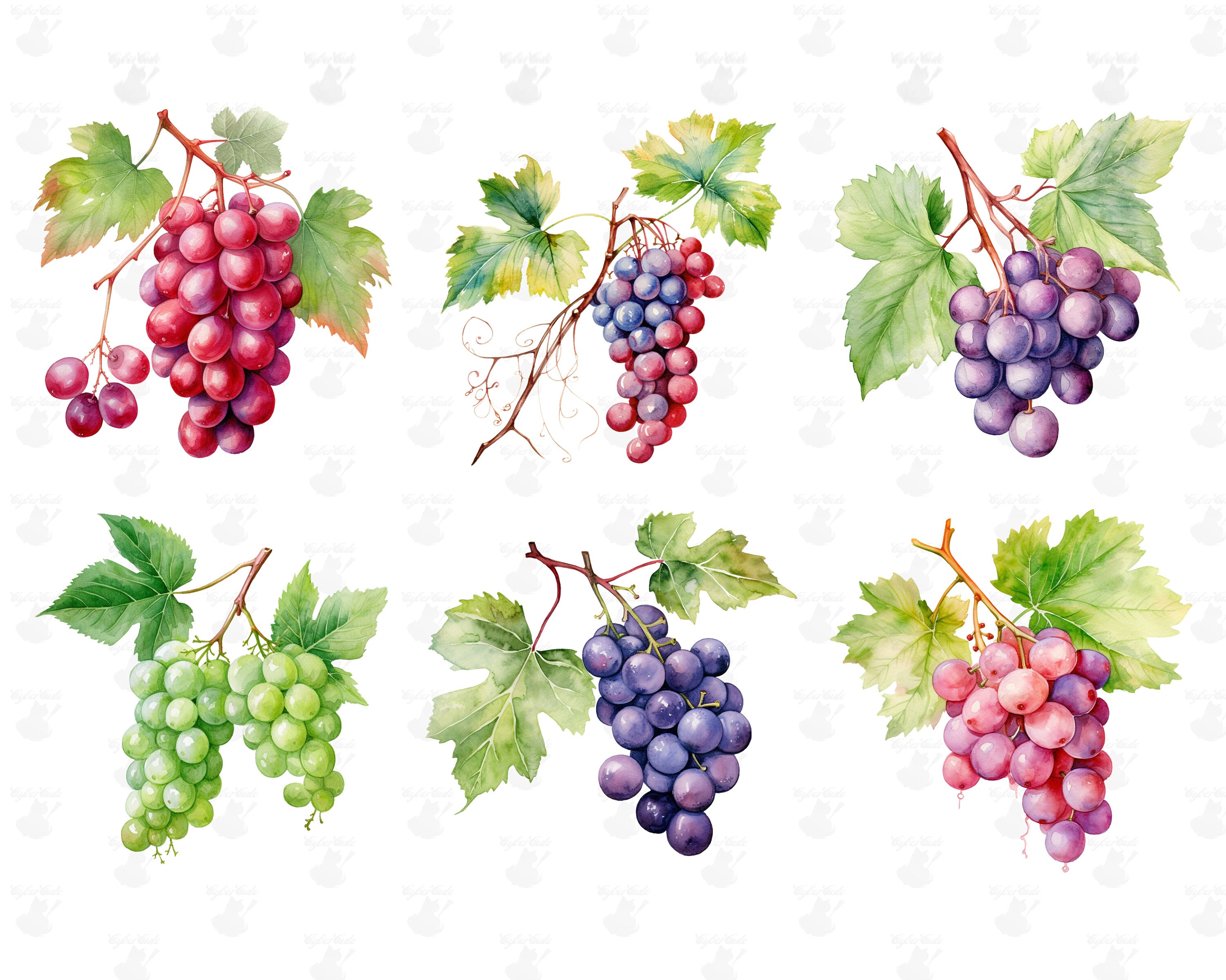 Watercolor Grape Digital Clip Art Graphics in PNG Format - Etsy