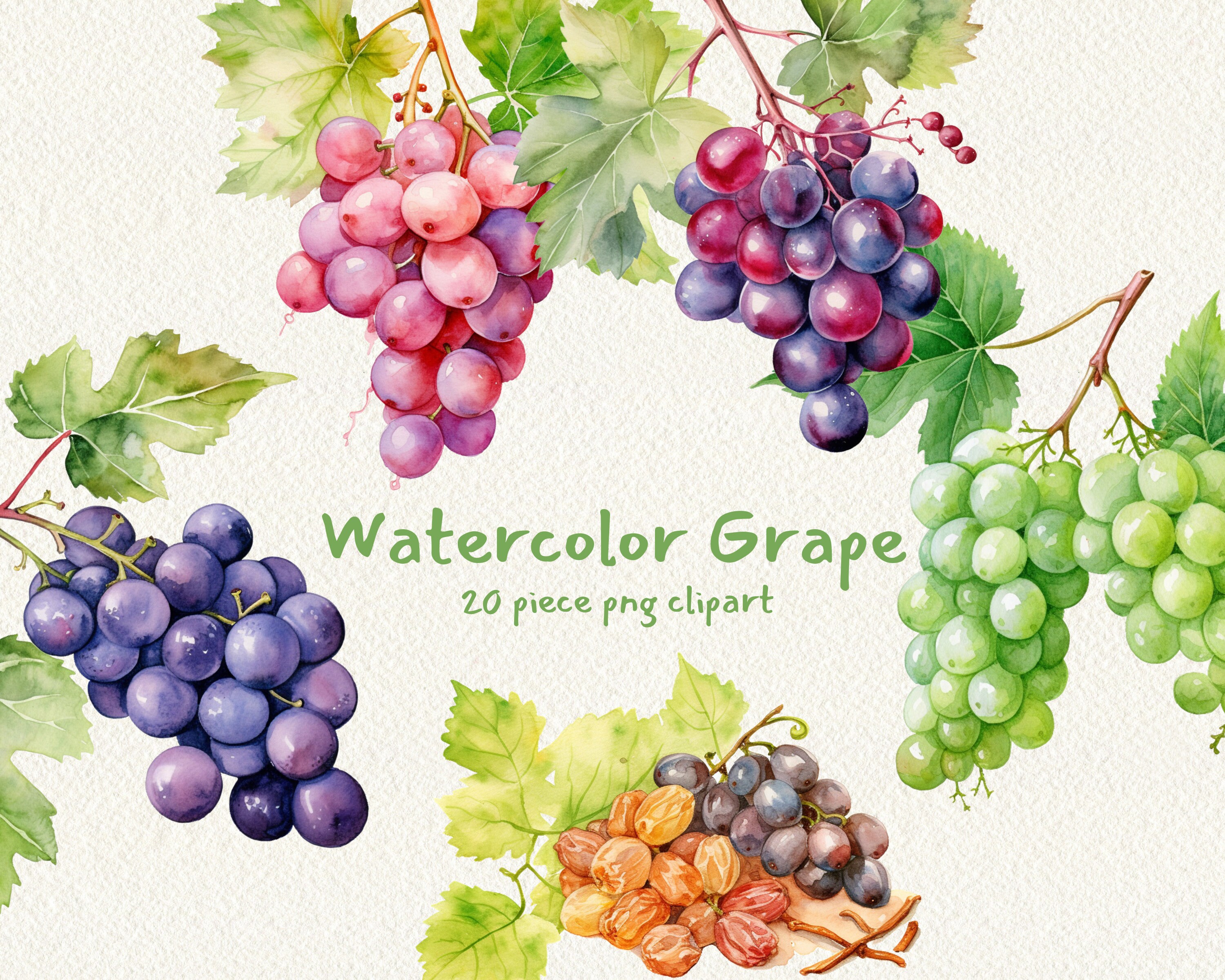 Watercolor Grape, Digital Clip Art Graphics in PNG Format Transparent ...