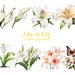 Life of Lily Digital Printable Clipart Bundle in PNG Format Transparent ...