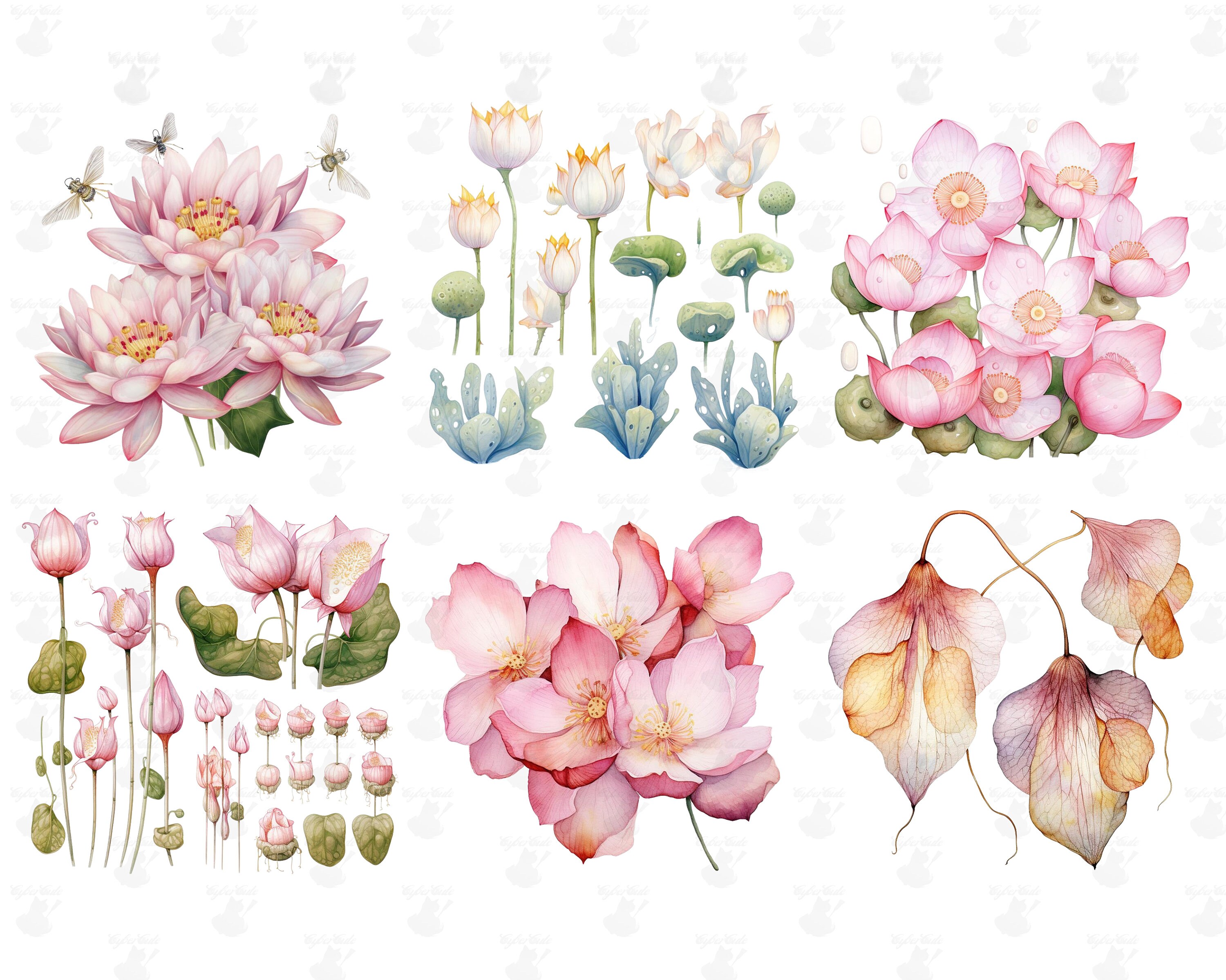 Life of Lotus Digital Printable Clipart Bundle in PNG Format ...