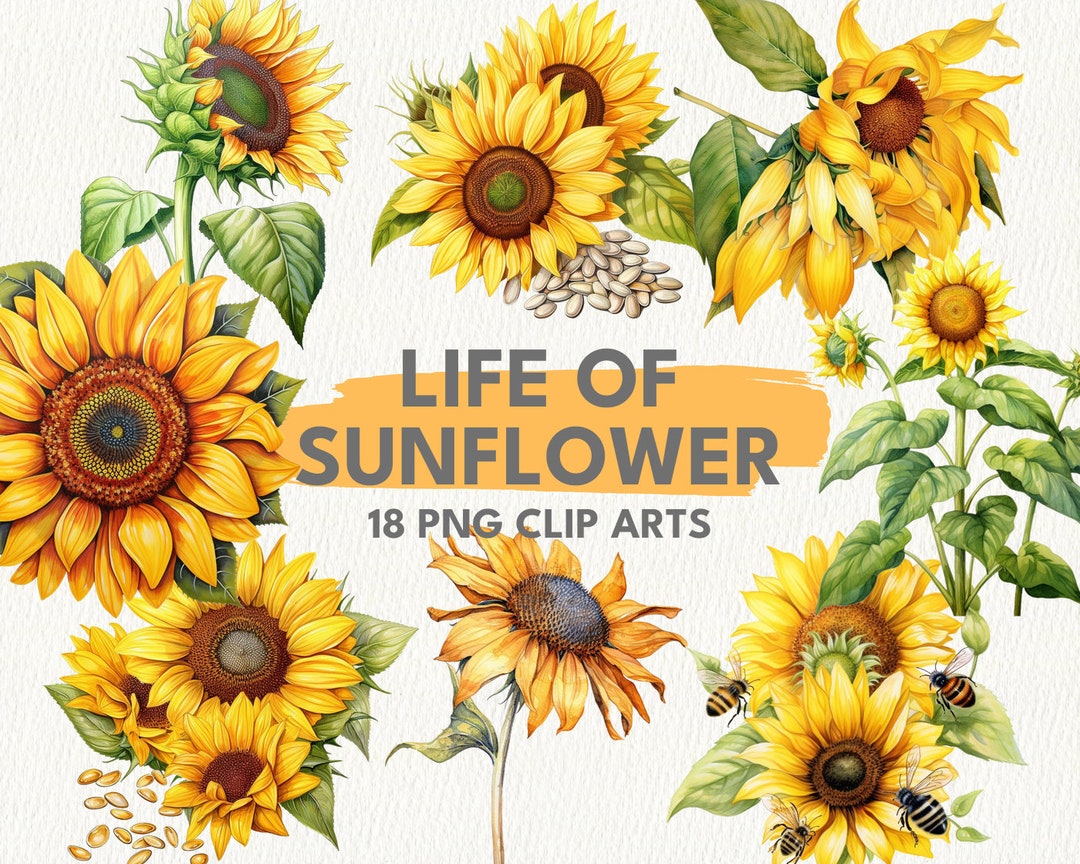 Life of Sunflower, Digital Printable Clip Art Graphics in PNG Format ...