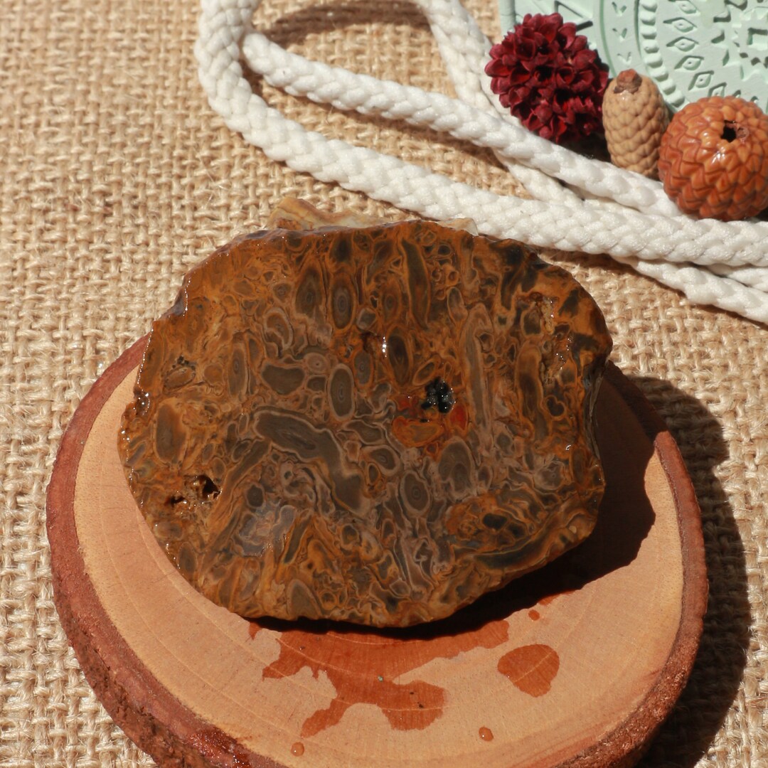 Palm Root Eyes / Slab or Cut / Raw Palm Root / Good for Cabbing ...