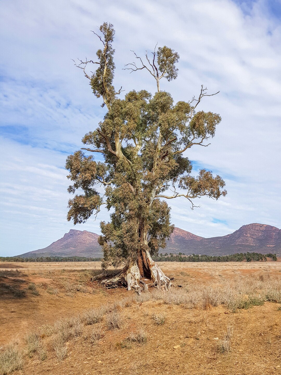 Australiana Australian Photography Landscape Photography Outback Native ...