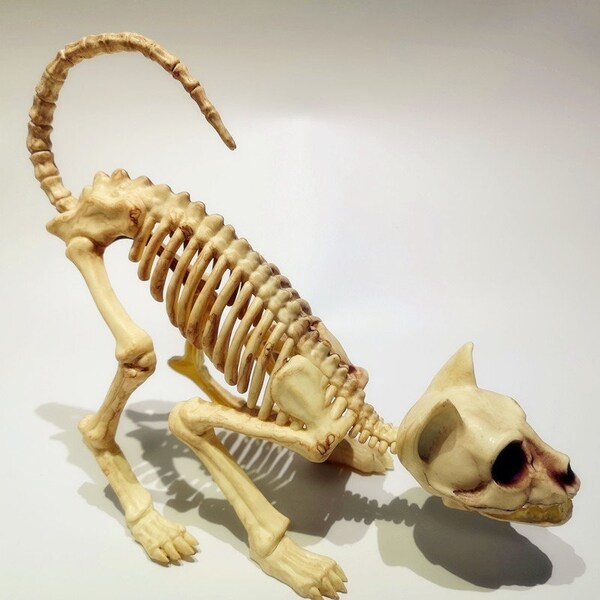 Cat Skeleton - Etsy