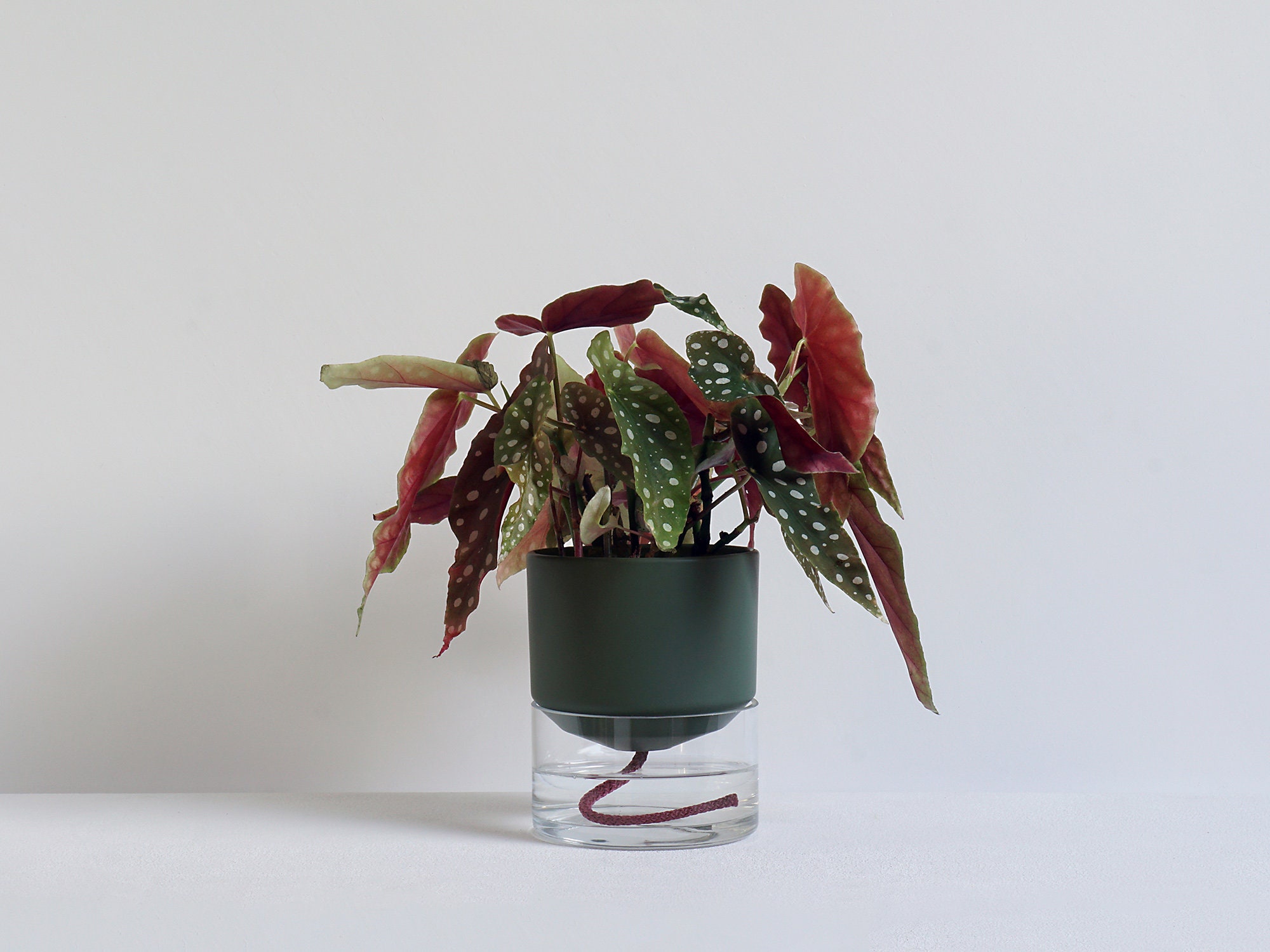 Kapi Small | Green - Etsy