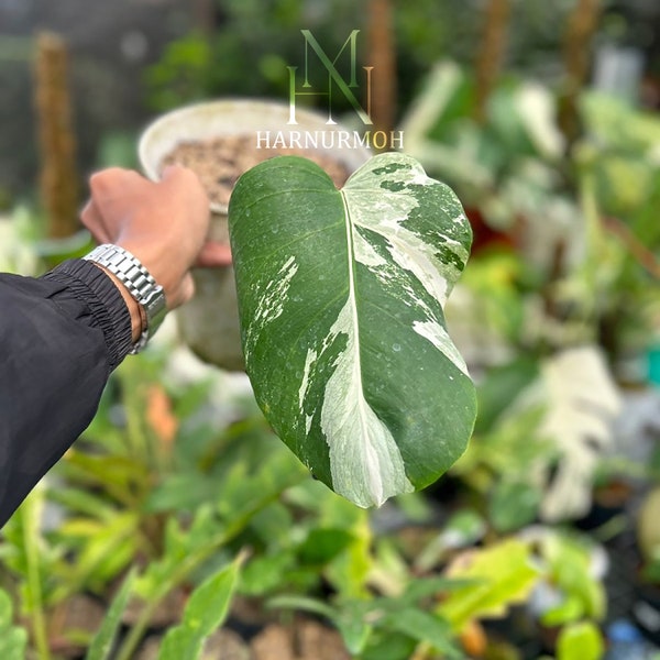 Monstera Variegated White Tiger - Etsy