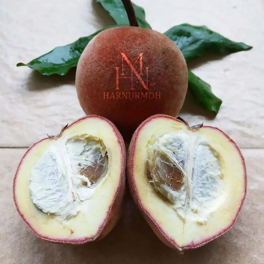 Grafted Fruit Bisbul diospyros Blancoi Tropical Fruit Tree - Etsy