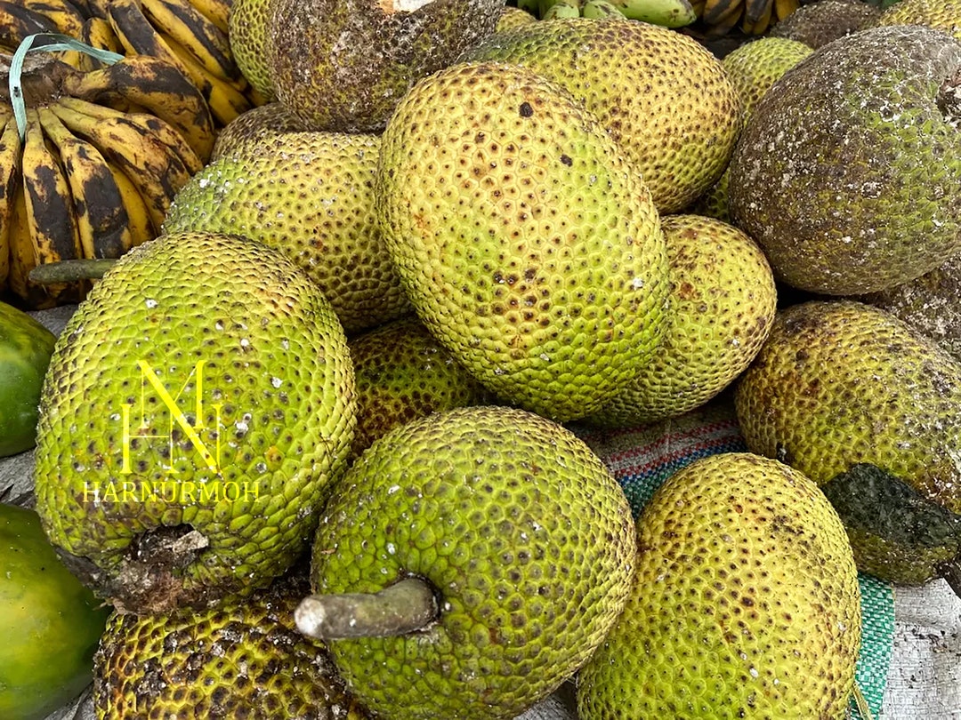 Breadfruit artocarpus Altilis Fruit Tree US Only - Etsy