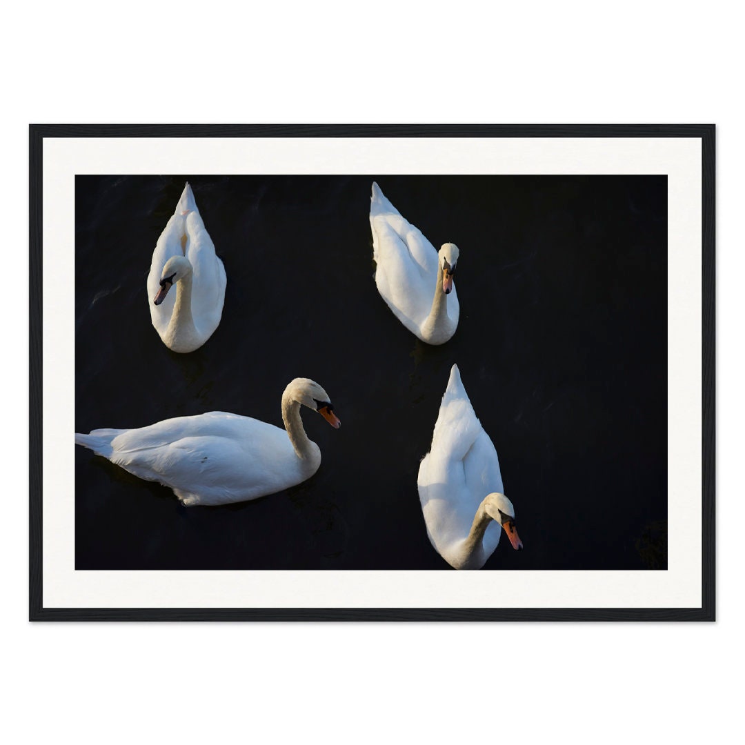 Four Swans Fine Art Print: Wildlife Photography, Home Decor - Etsy