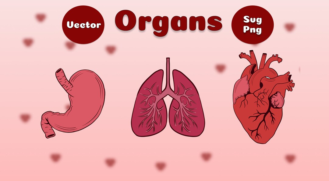 Organs Hearts Png Stomach Lungs Png File Svg Vector - Etsy