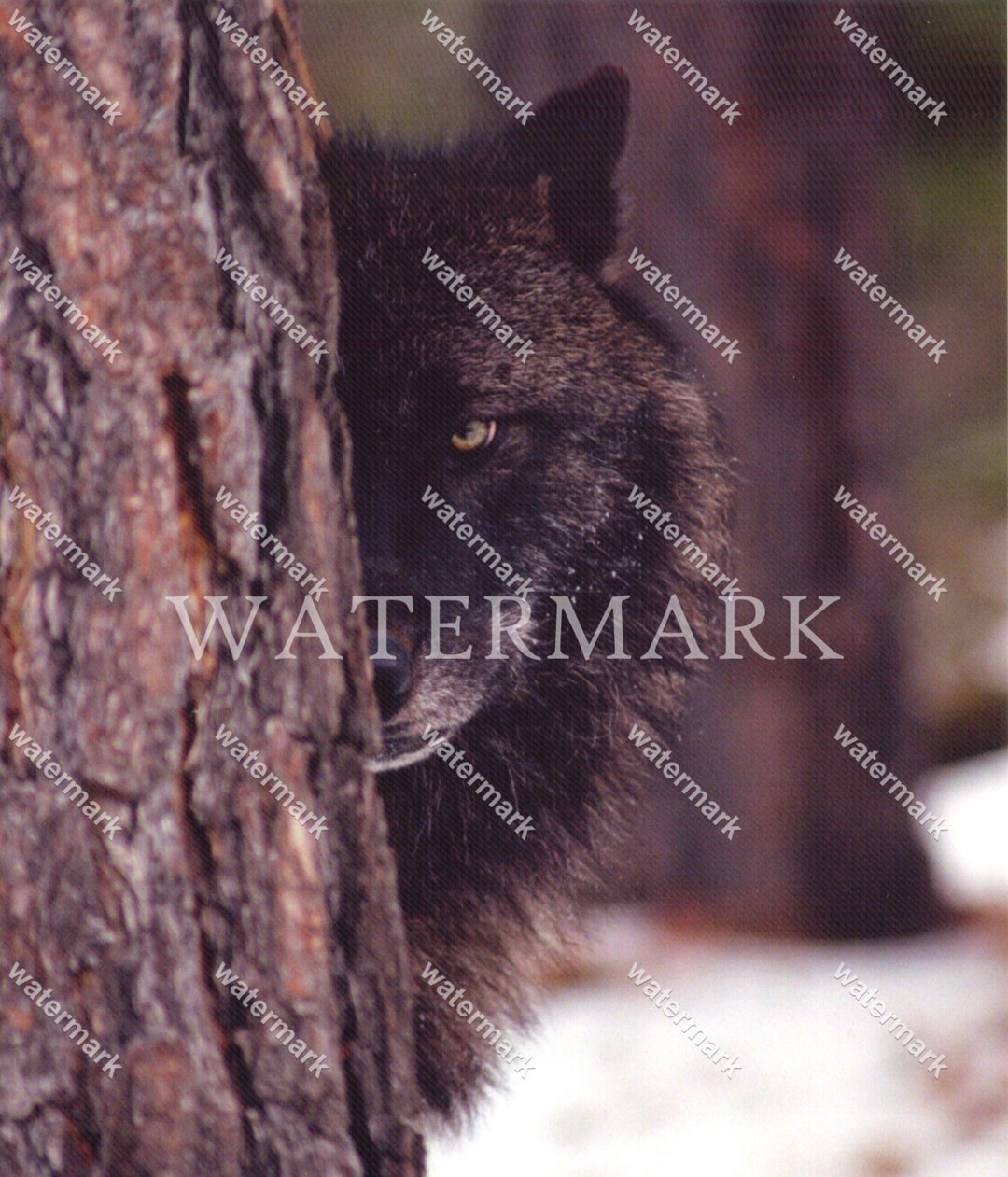 Black Wolf Peeking From Behind Tree in Snow Wildlife Nature - Etsy