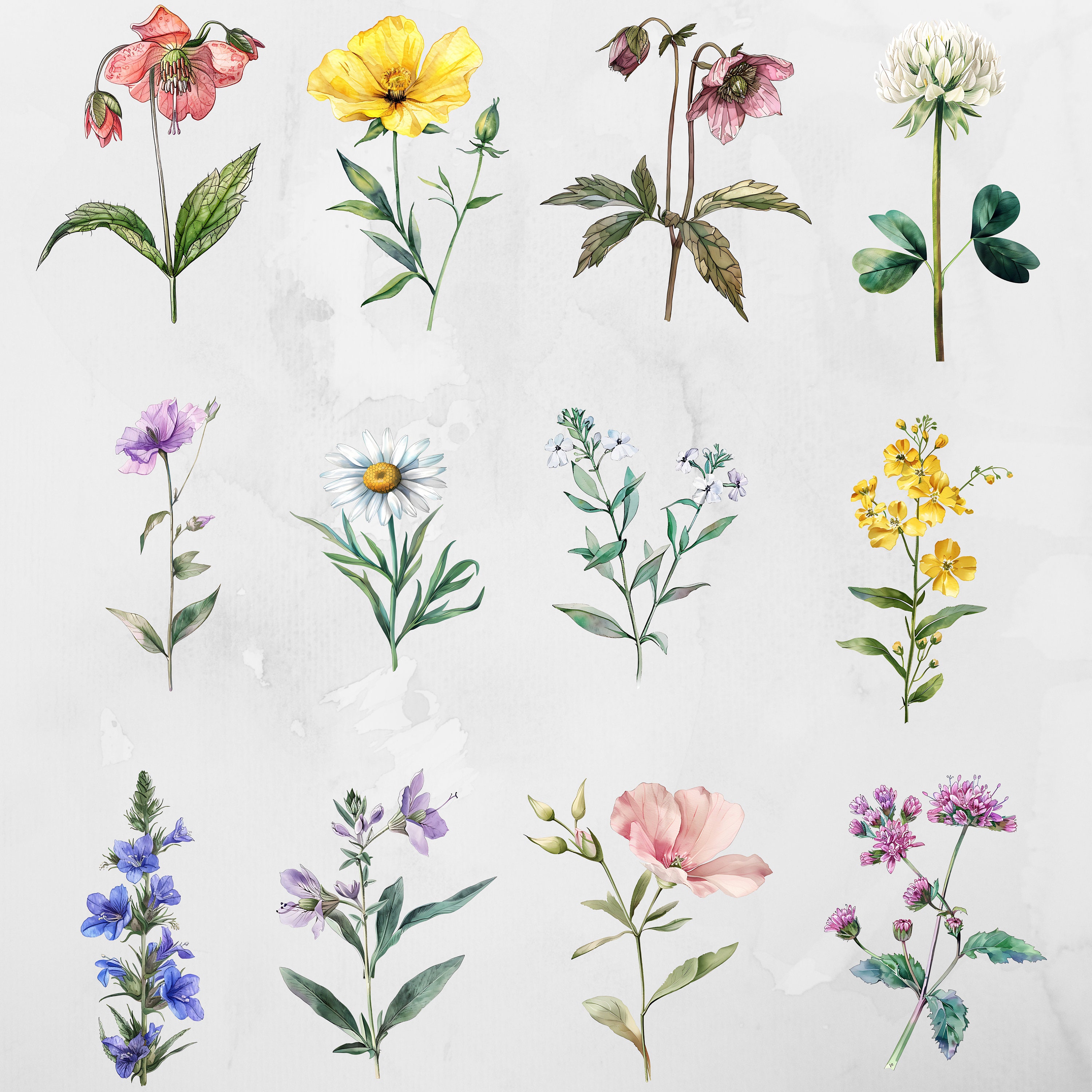 Watercolor Wildflower Clipart Set, Meadow Flowers Art Bundle, Comercial ...