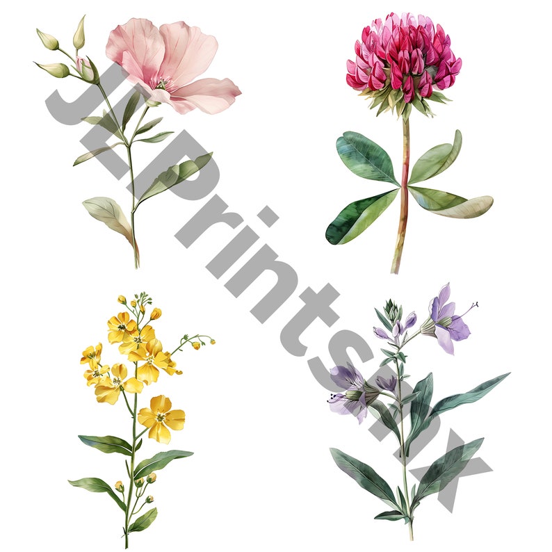 Watercolor Wildflower Clipart Set, Meadow Flowers Art Bundle, Comercial ...