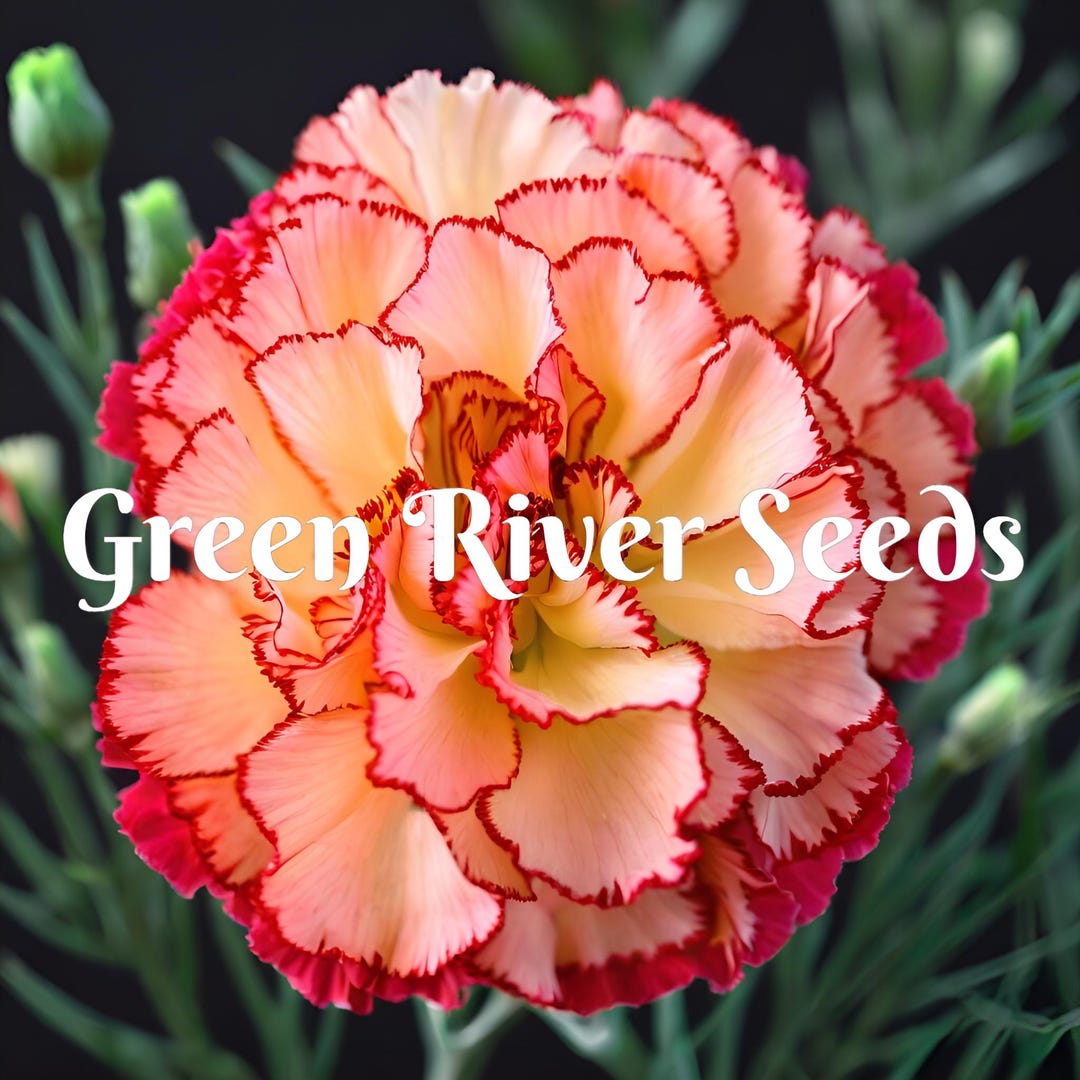 100 Summerfield Carnation Seeds Dianthus Flowers Seed Flower Perennial ...
