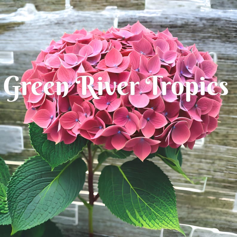 5 Pink Hydrangea Seeds Perennial Garden Shrub Flowers Flower Plants ...