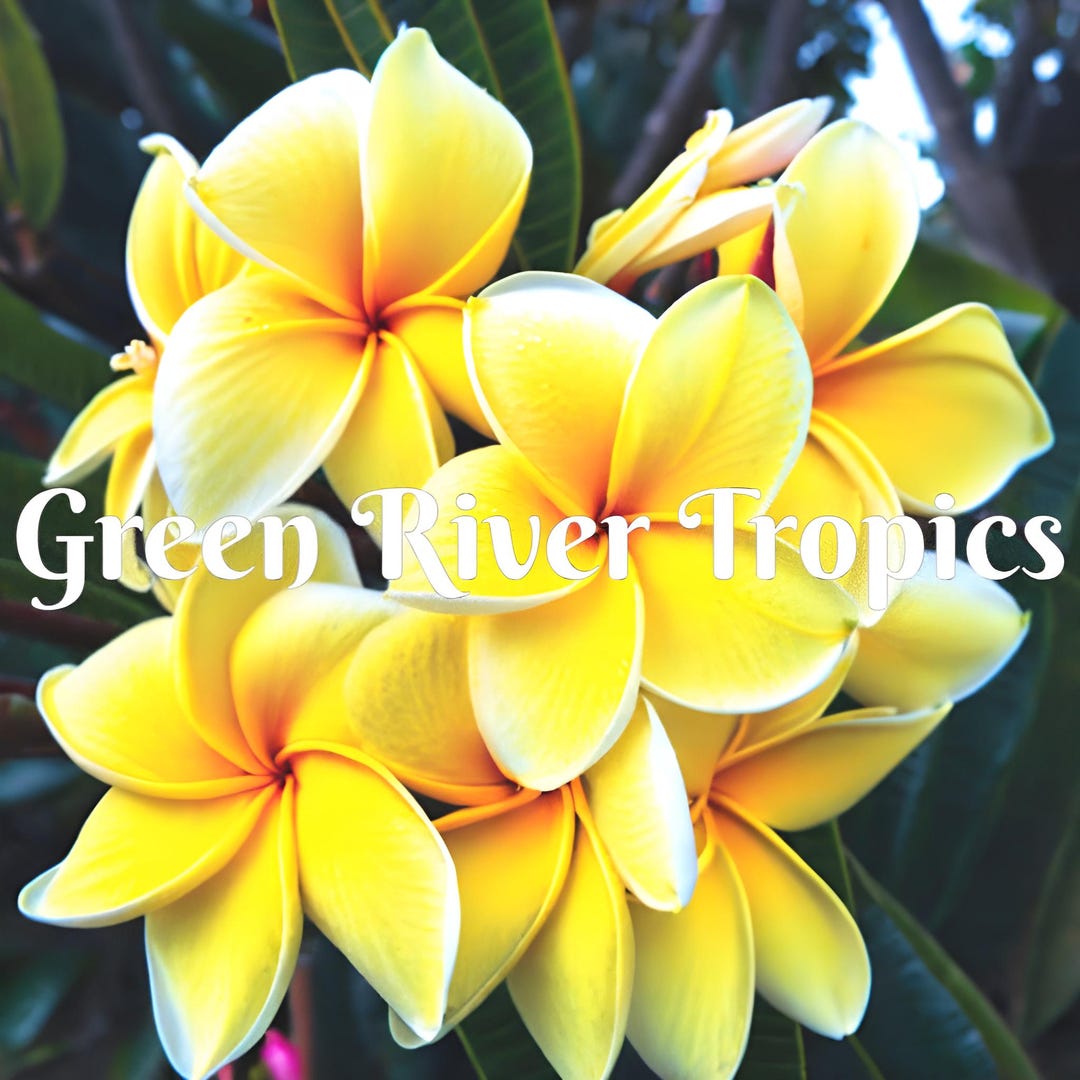 5 Yellow White Plumeria Seeds Plants Flower Perennial Flowers Fresh ...