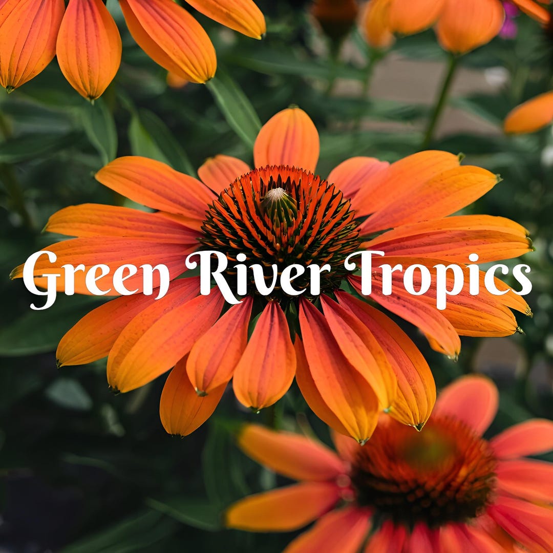 50 Sombrero Orange Coneflower Seeds Echinacea Perennial Bloom Flower ...