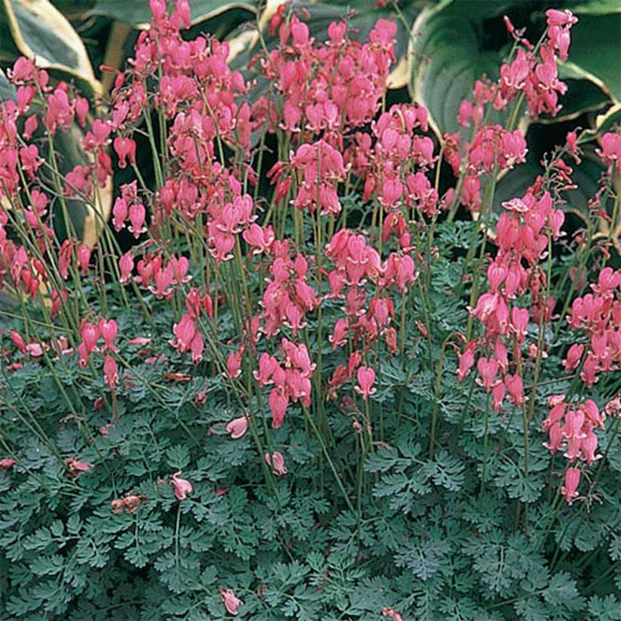 25 Light Pink Bleeding Heart Seeds Dicentra Spectabilis Flowers Seed ...