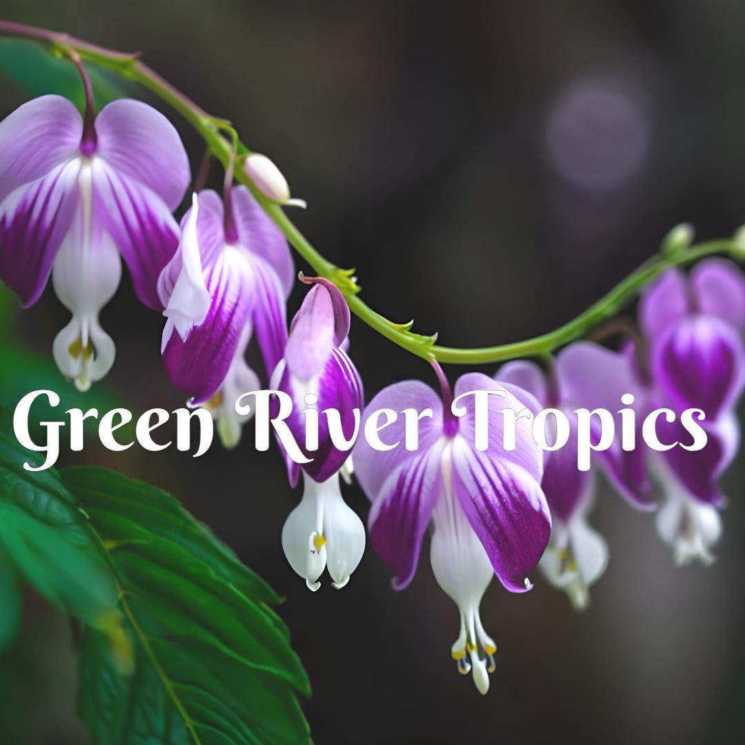 25 Purple Bleeding Heart Seeds Dicentra Spectabilis Flowers Seed Plants ...