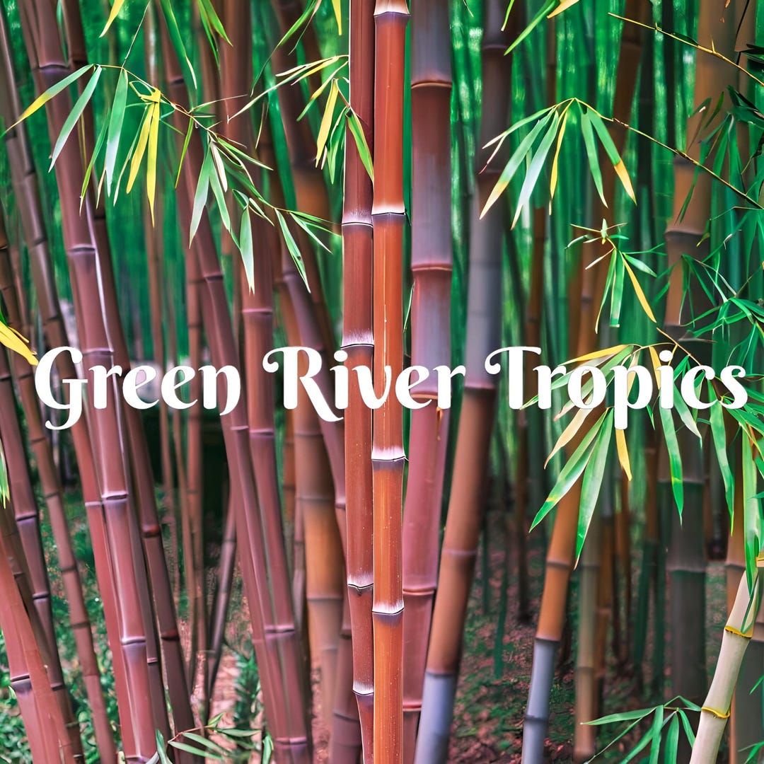 50 Red Bamboo Seeds Privacy Climbing Garden Seed Perennial Bamboos ...