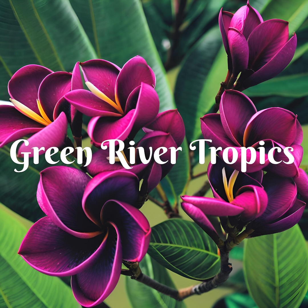 5 Dark Purple Plumeria Seeds Plants Flower Perennial Flowers Bloom ...