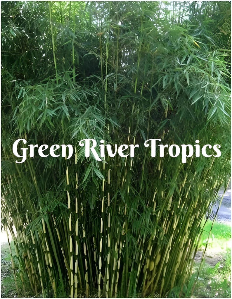 50 Pingwu Bamboo Seeds Privacy Climbing Garden Seed Perennial Privacy ...