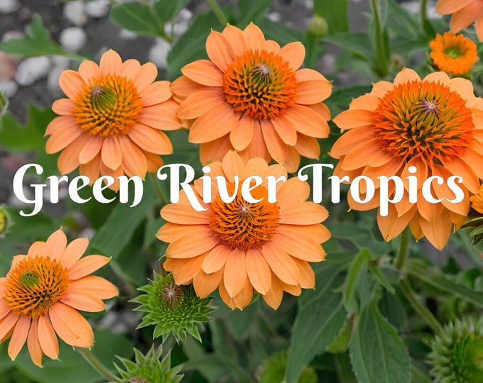 Echinacea ‘vintage Lime’ Potted Plant - Blooming Sized Compact ...