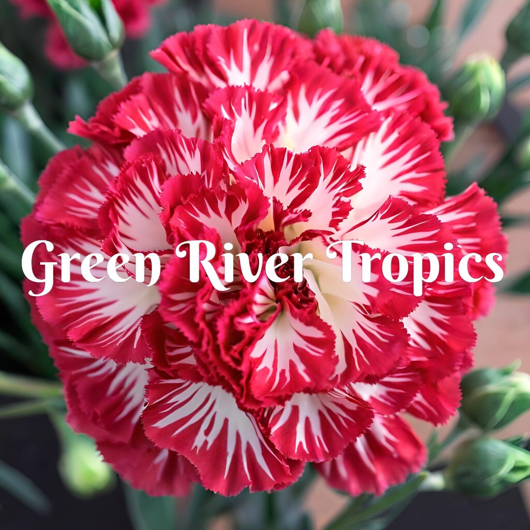 100 Audrey Carnation Seeds Dianthus Flowers Seed Flower Perennial ...